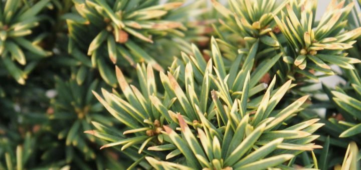 Taxus Genus - Dear Plants