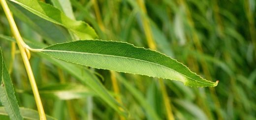 Golden willow (Salix alba var. vitellina) - growing guides