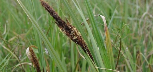 How to plant Mace sedge (Carex grayi) - Dear Plants