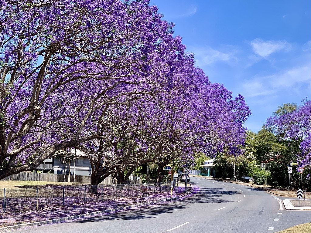 Green ebony tree (Jacaranda mimosifolia) - growing guides