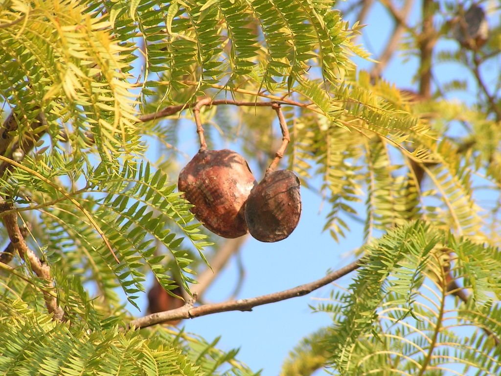 Green ebony tree (Jacaranda mimosifolia) - growing guides