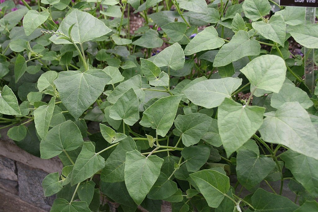 Guatemalan leaf sage (Salvia cacaliifolia) - growing guides