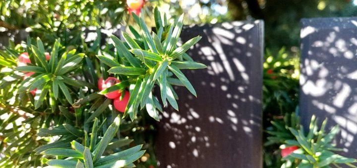 Taxus Genus - Dear Plants