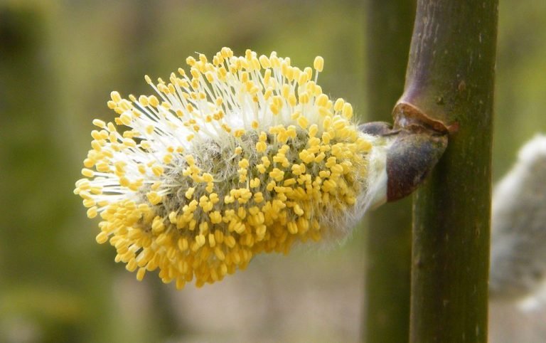 Kilmarnock willow (Salix caprea 'Kilmarnock') - growing guides