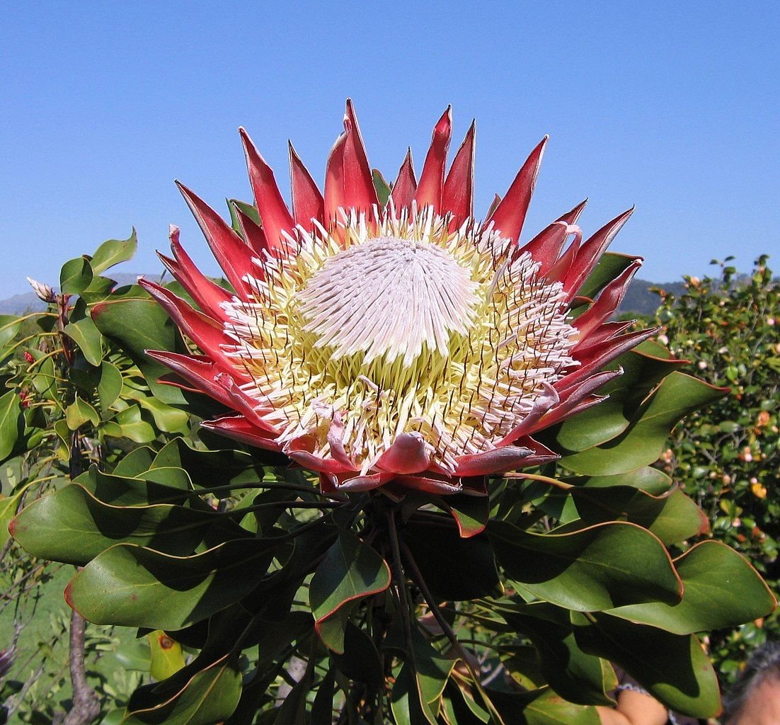 King protea (Protea cynaroides) - growing guides