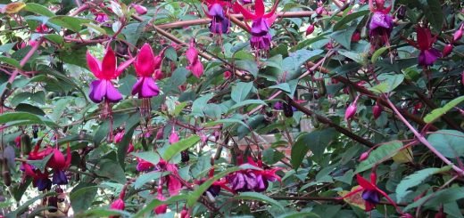 Fuchsia 'Lady Boothby' - growing guides