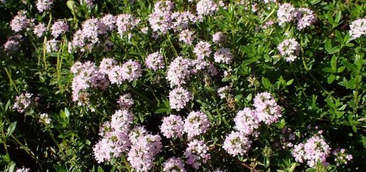 Wild thyme (Thymus serpyllum L.) - growing guides