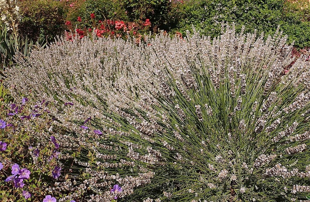 Lavender 'Edelweiss' (Lavandula × intermedia 'Edelweiss') - growing guides