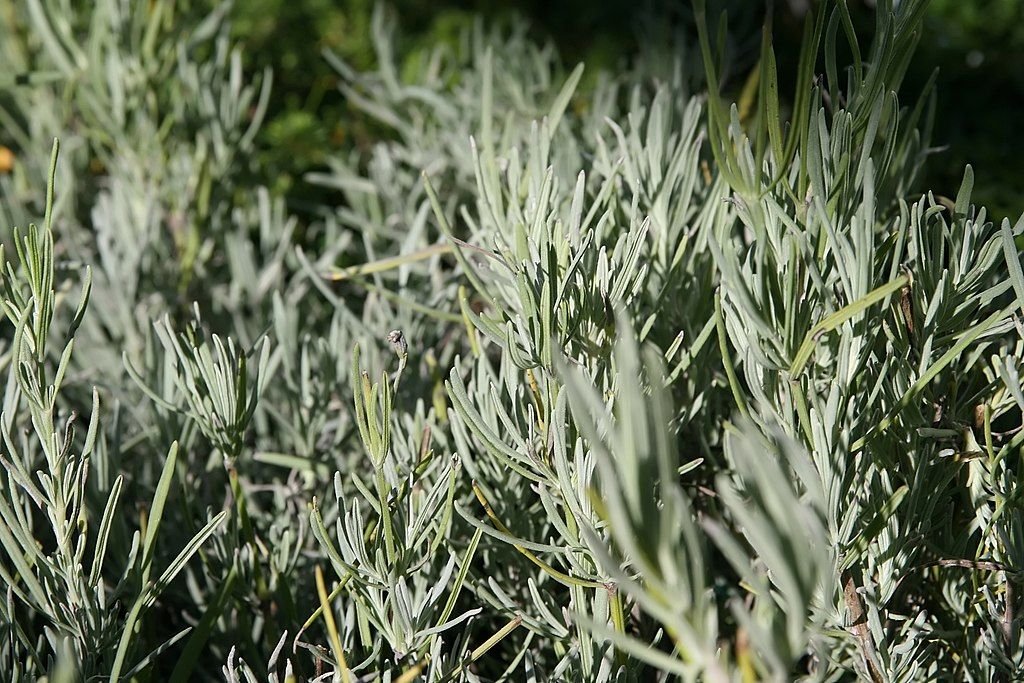 Lavender 'Grosso' (Lavandula × intermedia 'Grosso') - growing guides