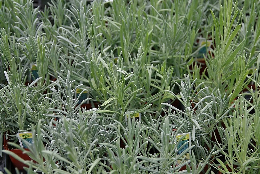 Lavender 'Provence' (Lavandula × intermedia 'Provence') - growing guides