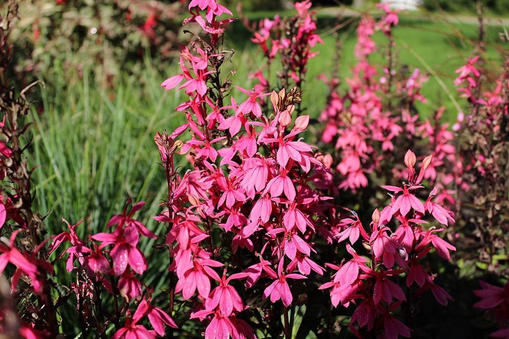 Lobelia × speciosa - growing guides