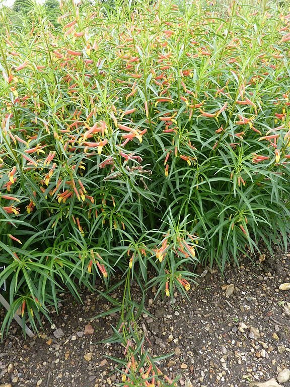 Lobelia laxiflora var. angustifolia - growing guides
