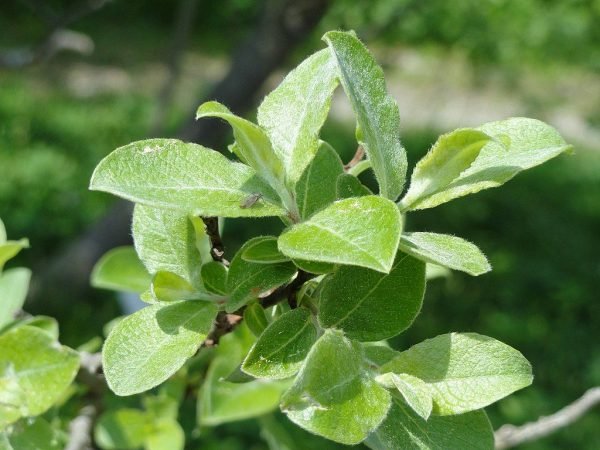 Musk willow (Salix aegyptiaca) - growing guides