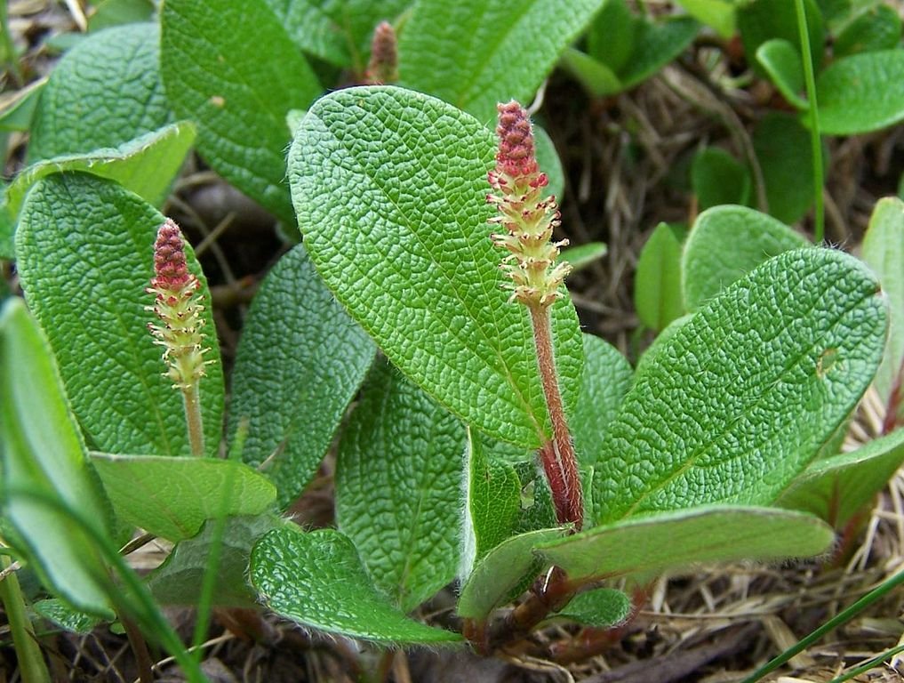 Netleaf willow (Salix reticulata) - growing guides