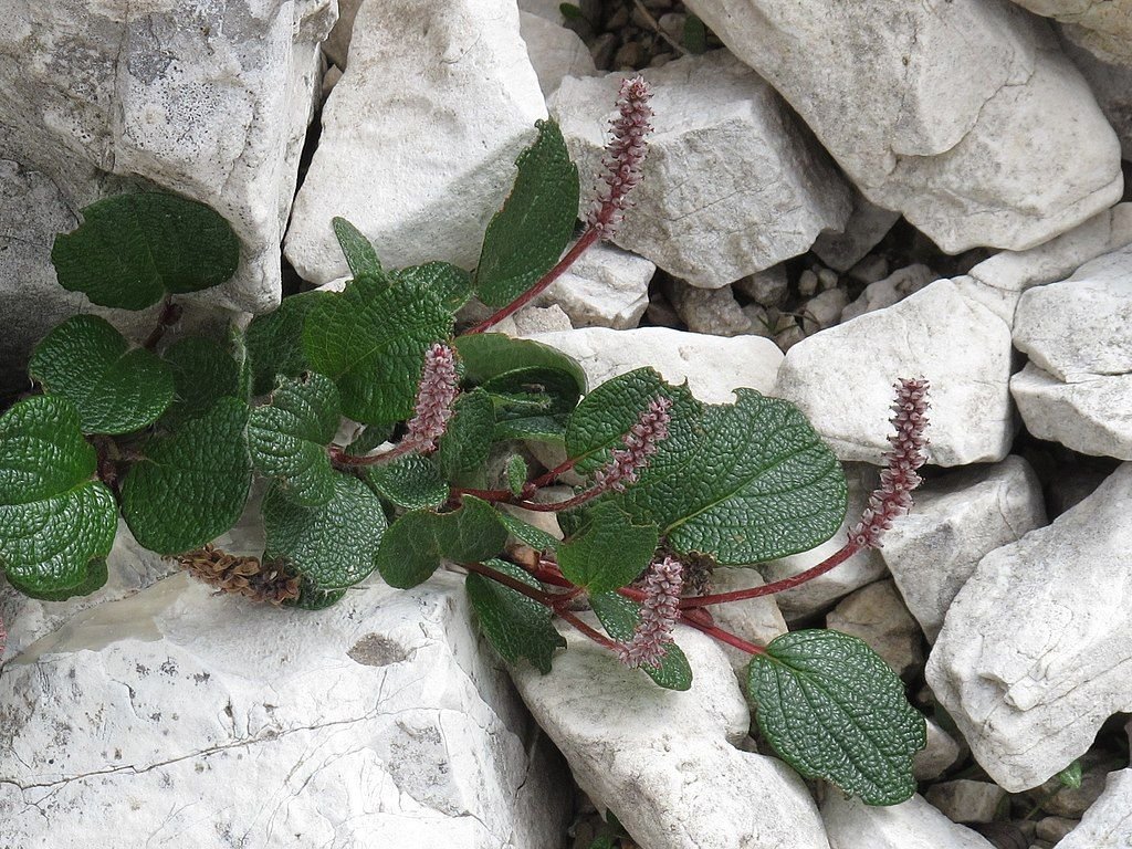 Netleaf willow (Salix reticulata) - growing guides