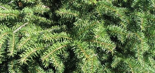 Norway spruce 'Little Gem' (Picea abies 'Little Gem') - growing guides