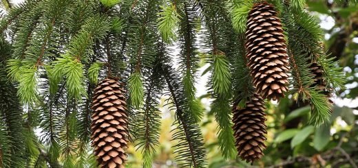 Norway spruce 'Acrocona' (Picea abies 'Acrocona') - growing guides