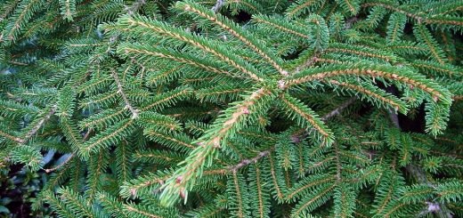 Oriental spruce 'Skylands' (Picea orientalis 'Skylands') - growing guides