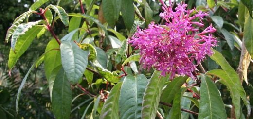 Fuchsia 'Checkerboard' - growing guides