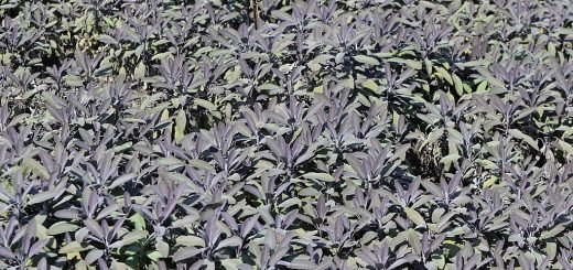 Sage 'Berggarten' (Salvia officinalis 'Berggarten') - growing guides