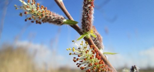 Common osier (Salix viminalis) - growing guides