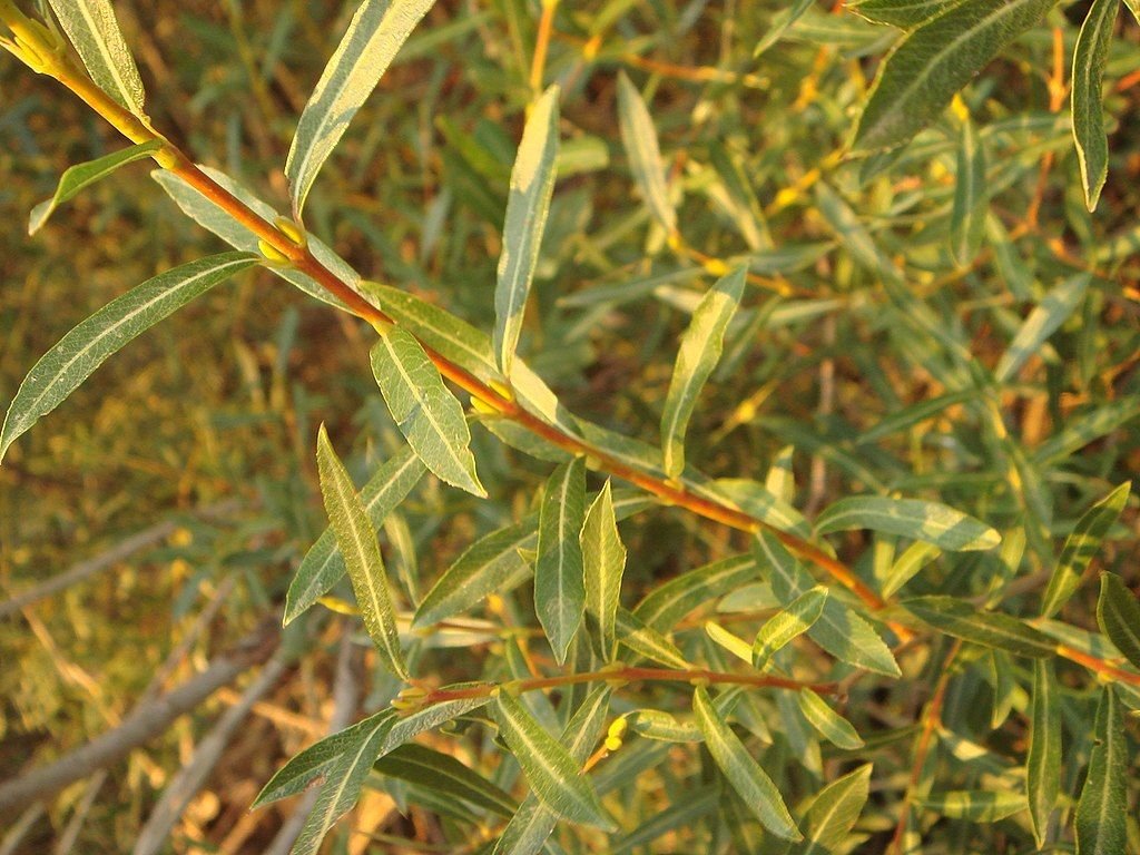Purple willow (Salix purpurea) - growing guides