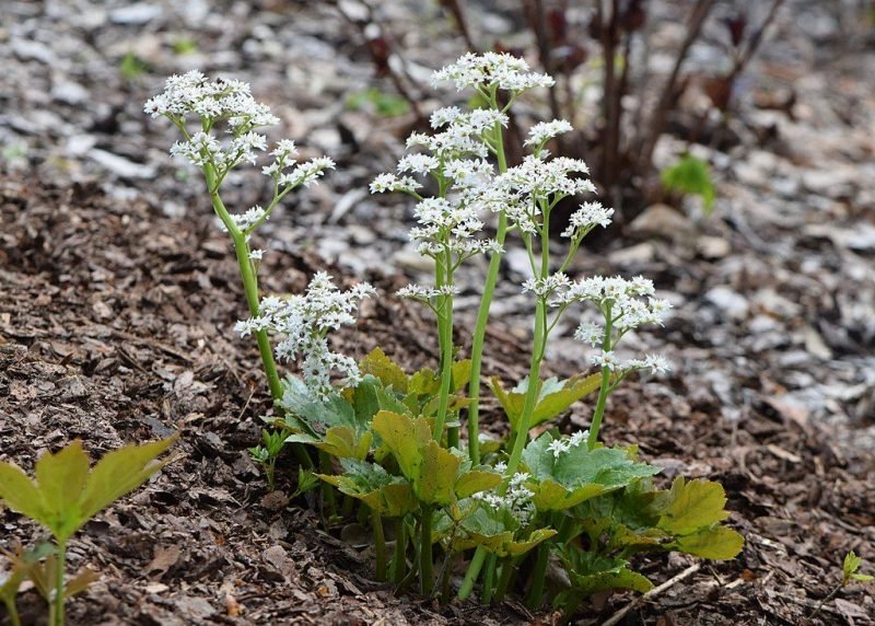 Red-leaved mukdenia (Mukdenia rossii) - growing guides