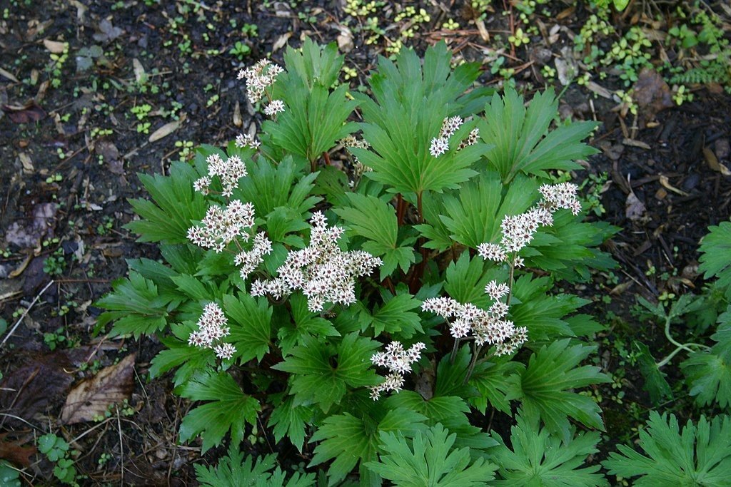 Red-leaved mukdenia (Mukdenia rossii) - growing guides