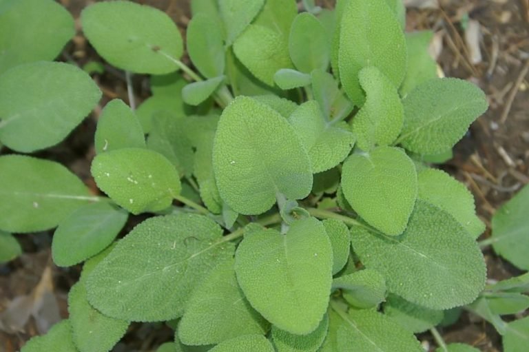 Sage 'Berggarten' (Salvia officinalis 'Berggarten') - growing guides
