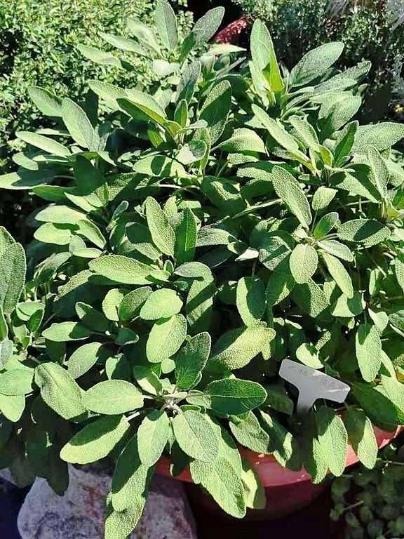 Sage 'Berggarten' (Salvia officinalis 'Berggarten') - growing guides