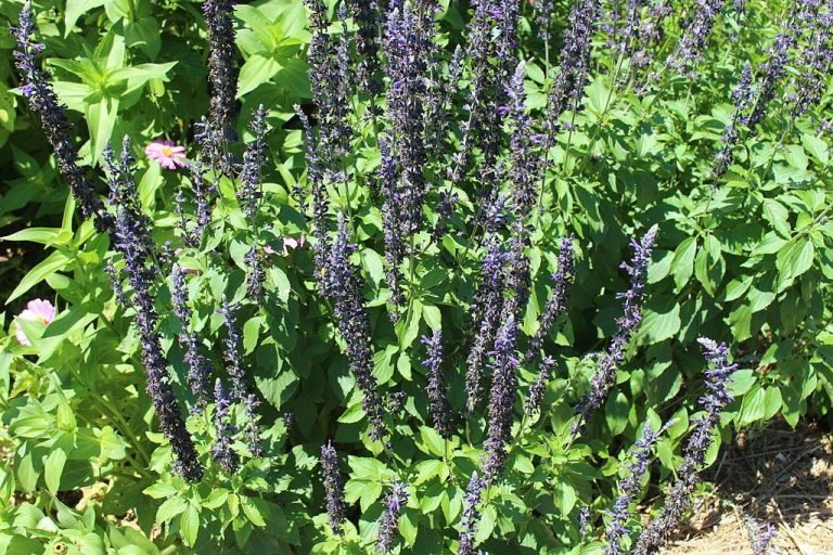 Sage Mystic Spires Blue 'Balsalmisp' (Salvia Mystic Spires Blue ...