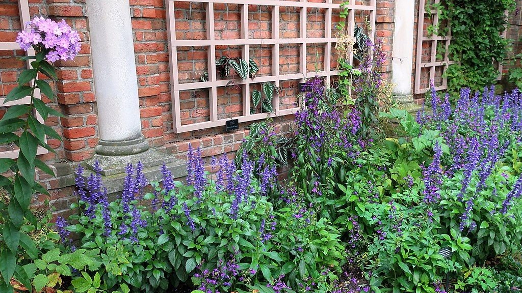 Sage Mystic Spires Blue 'Balsalmisp' (Salvia Mystic Spires Blue ...