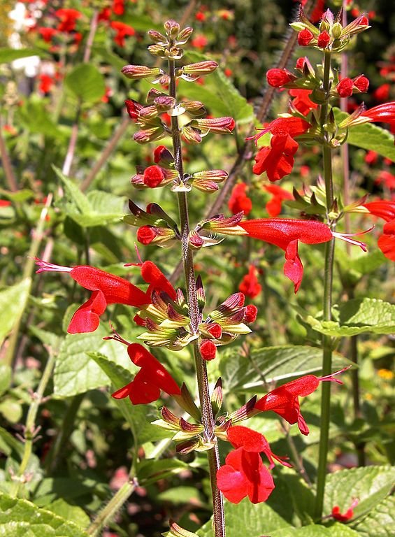 Scarlet sage (Salvia coccinea) - growing guides