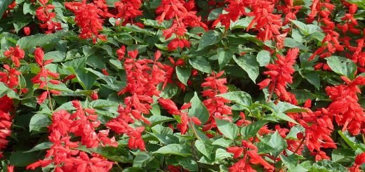 Scarlet-flowered sage 'Van-Houttei' (Salvia splendens 'Van-houttei ...