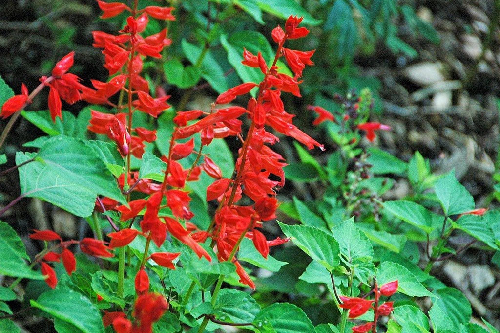 Scarlet sage (Salvia splendens) - growing guides