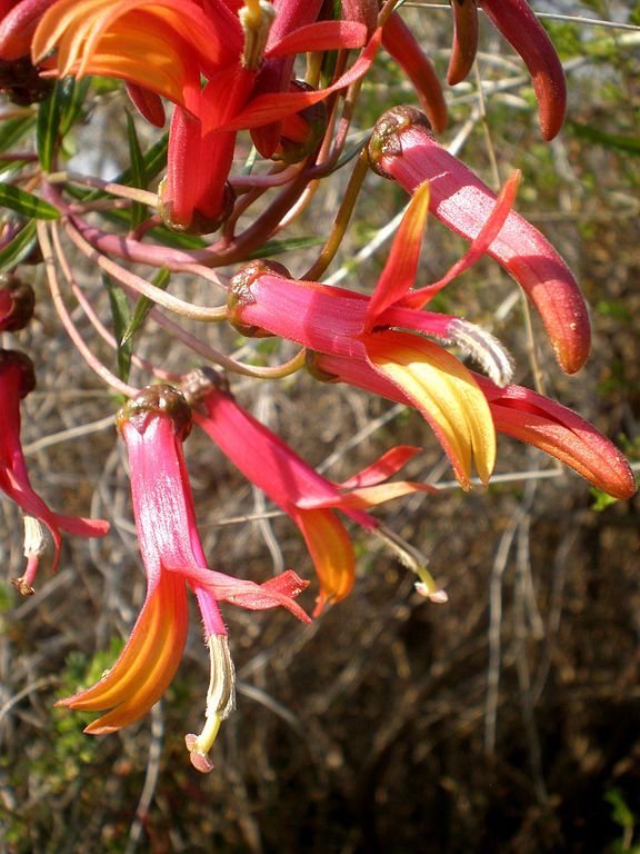 Sierra Madre lobelia (Lobelia laxiflora) - growing guides