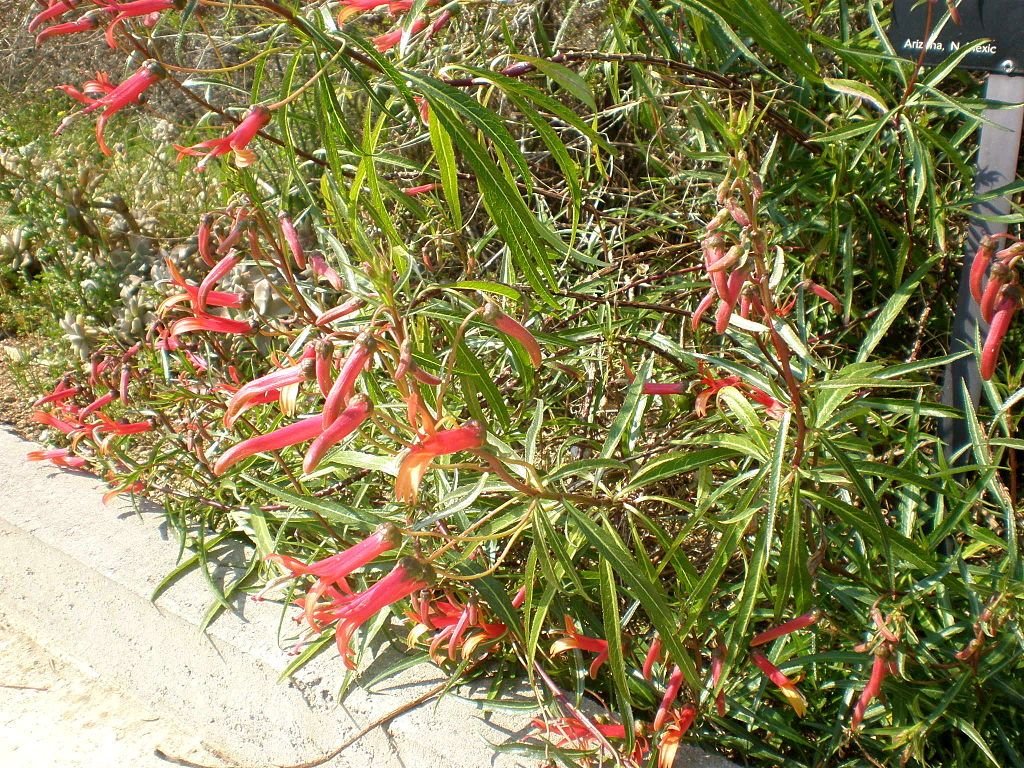 Sierra Madre lobelia (Lobelia laxiflora) - growing guides