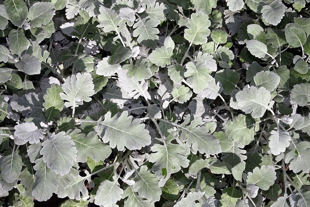 Silver ragwort 'Cirrus' (Jacobaea maritima 'Cirrus') - growing guides