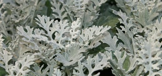 Silver ragwort 'Cirrus' (Jacobaea maritima 'Cirrus') - growing guides