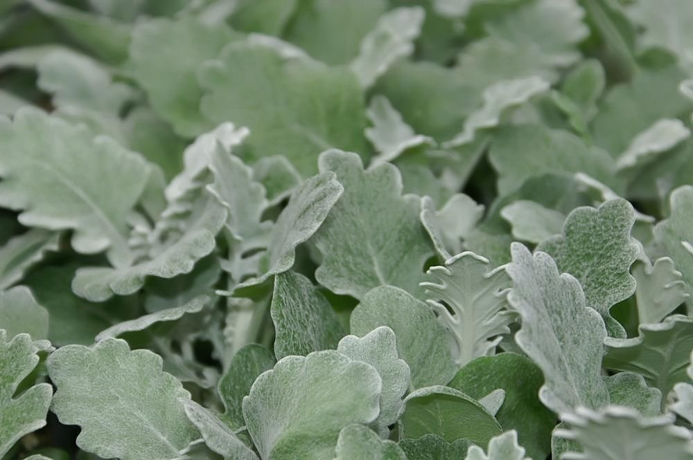 Silver ragwort 'Silver Dust' (Jacobaea maritima 'Silver Dust ...