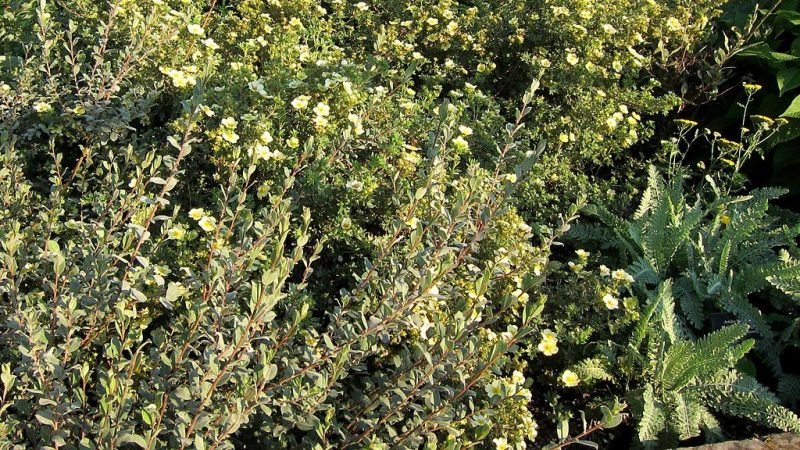 Silvery creeping willow (Salix repens var. argentea) - growing guides