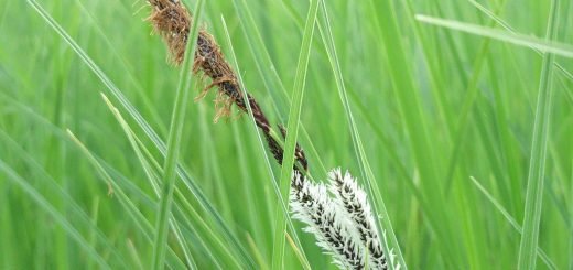 Grey sedge (Carex divulsa) - growing guides