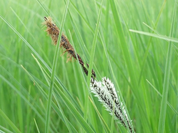 Slender-tufted sedge (Carex acuta) - growing guides