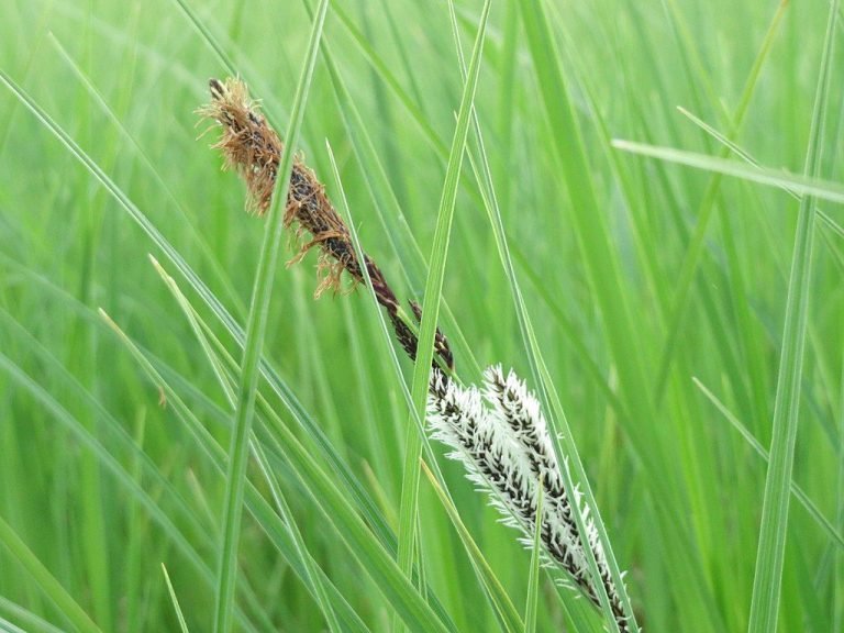 Slender-tufted sedge (Carex acuta) - growing guides