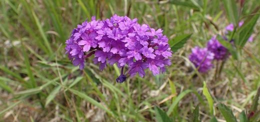 American blue vervain (Verbena hastata) - growing guides