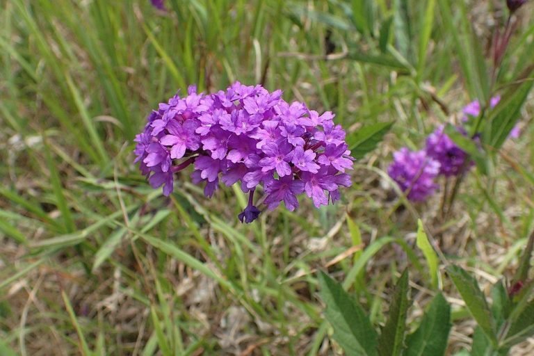 Slender vervain (Verbena rigida) - growing guides
