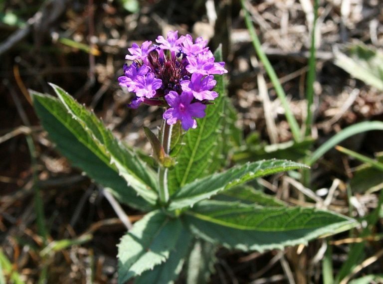 Slender vervain (Verbena rigida) - growing guides