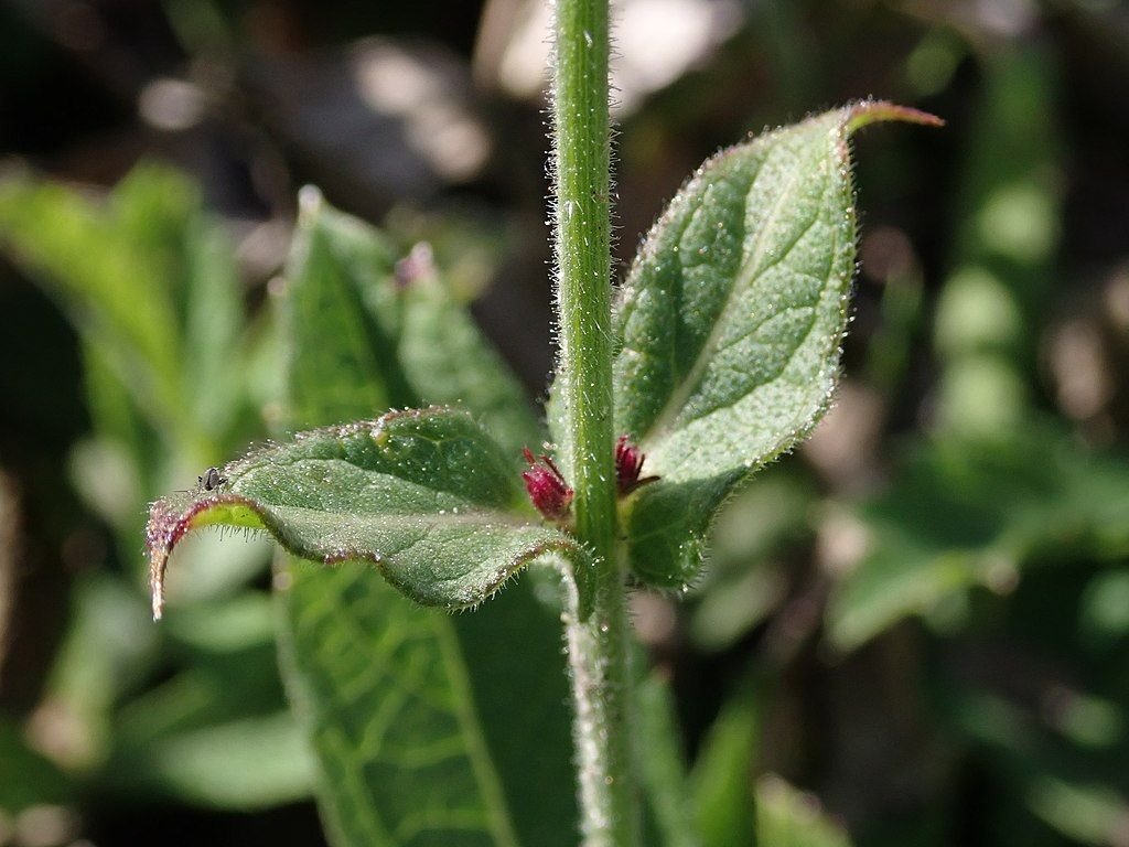 Slender vervain (Verbena rigida) - growing guides
