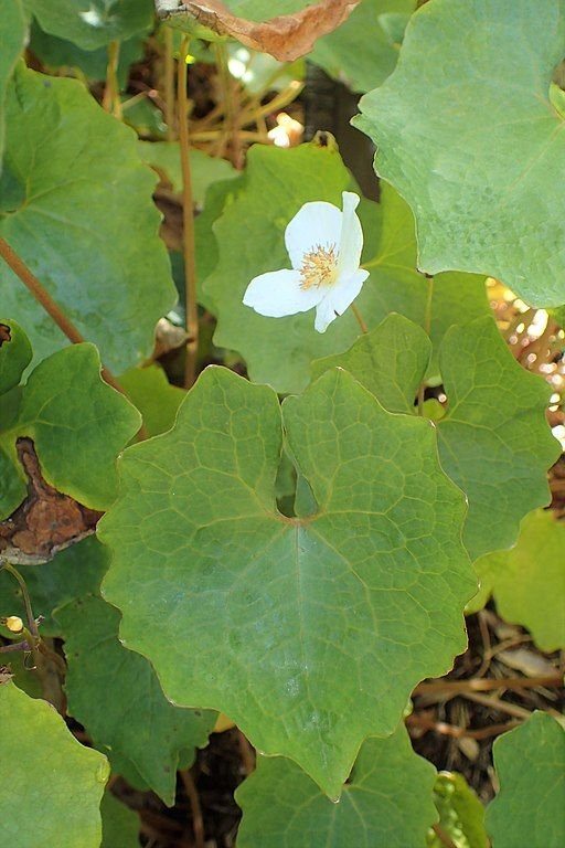 Snow poppy (Eomecon chionantha) - growing guides