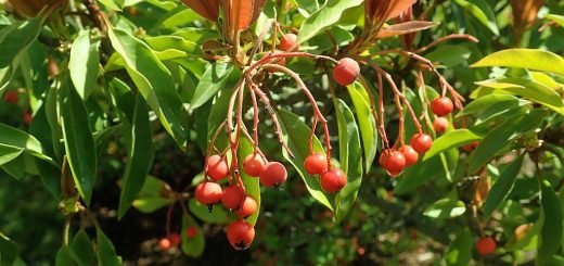 Photinia beauverdiana - growing guides